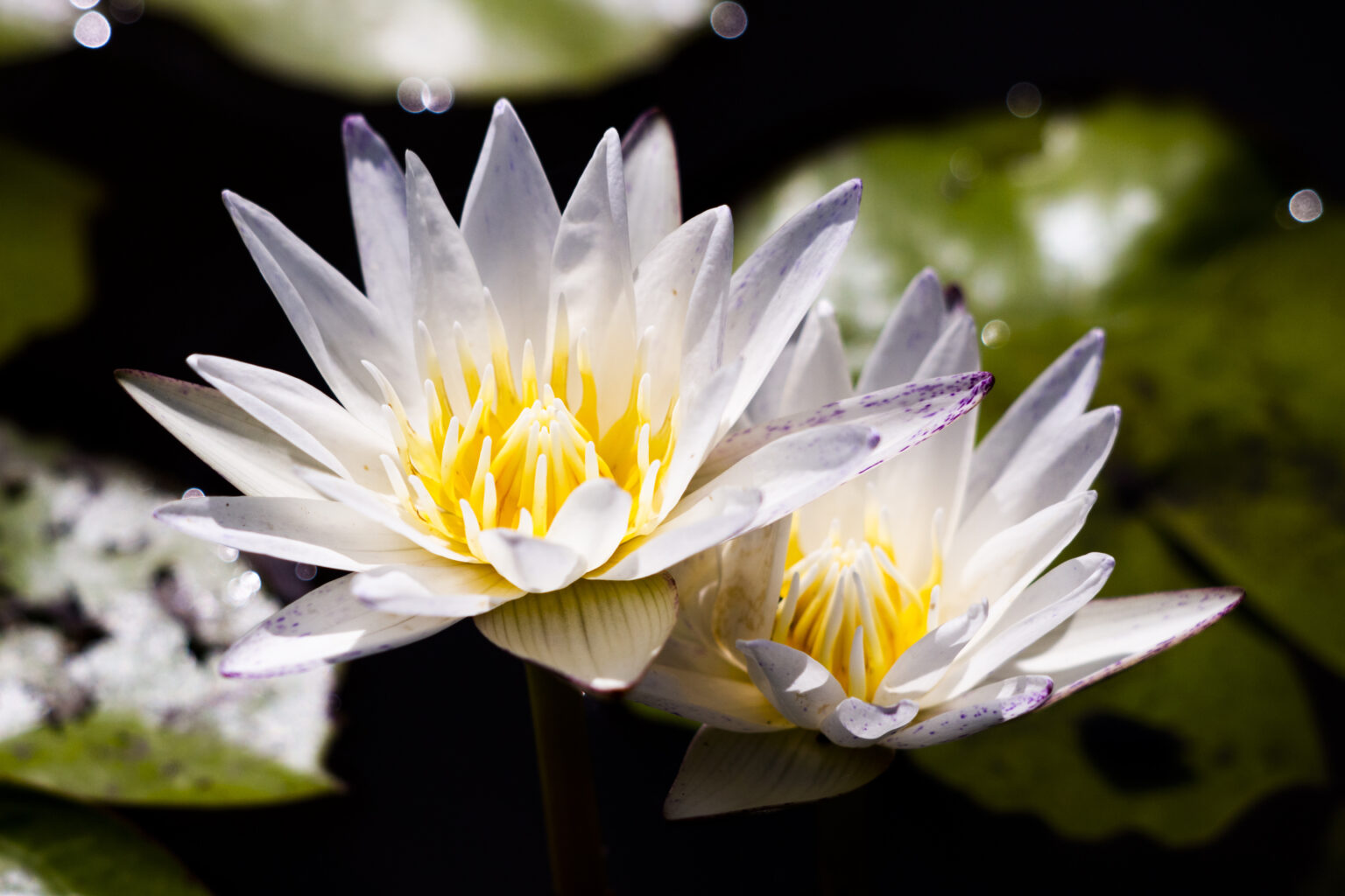 日本の統合医療の第一人者 山本竜隆先生が語る「フェーズフリーのリトリート」｜講座・認定制度・統合医療で学ぶ生命の科学 日本アーユルヴェーダ協会